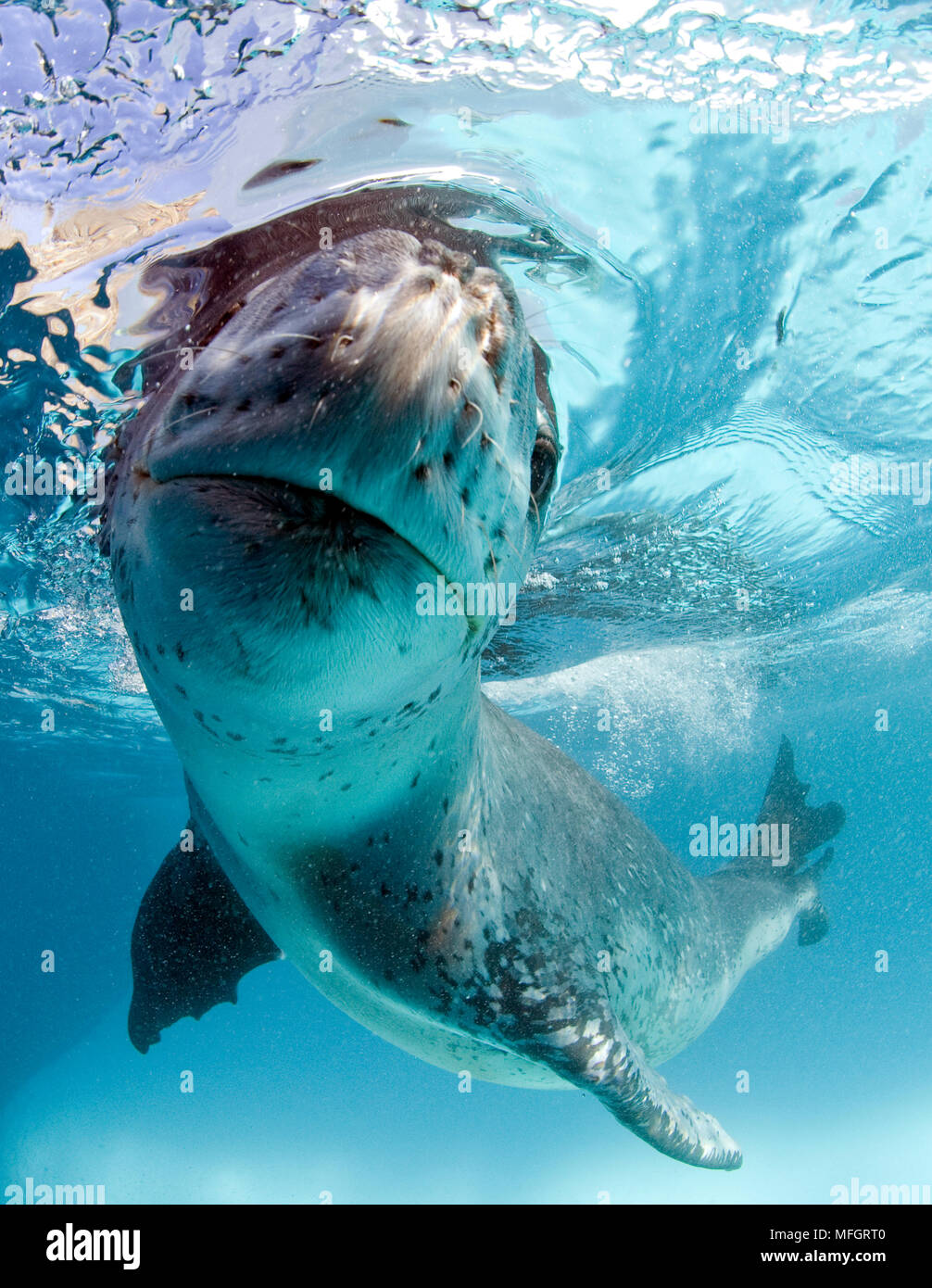 Leopard seal underwater -Fotos und -Bildmaterial in hoher Auflösung – Alamy