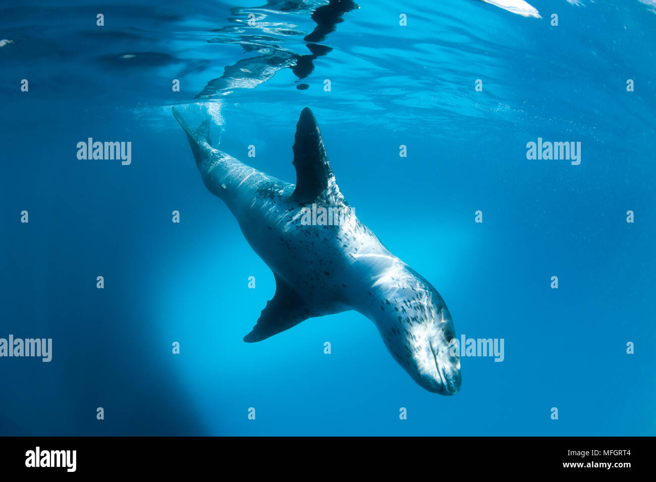 Leopard seal underwater -Fotos und -Bildmaterial in hoher Auflösung – Alamy
