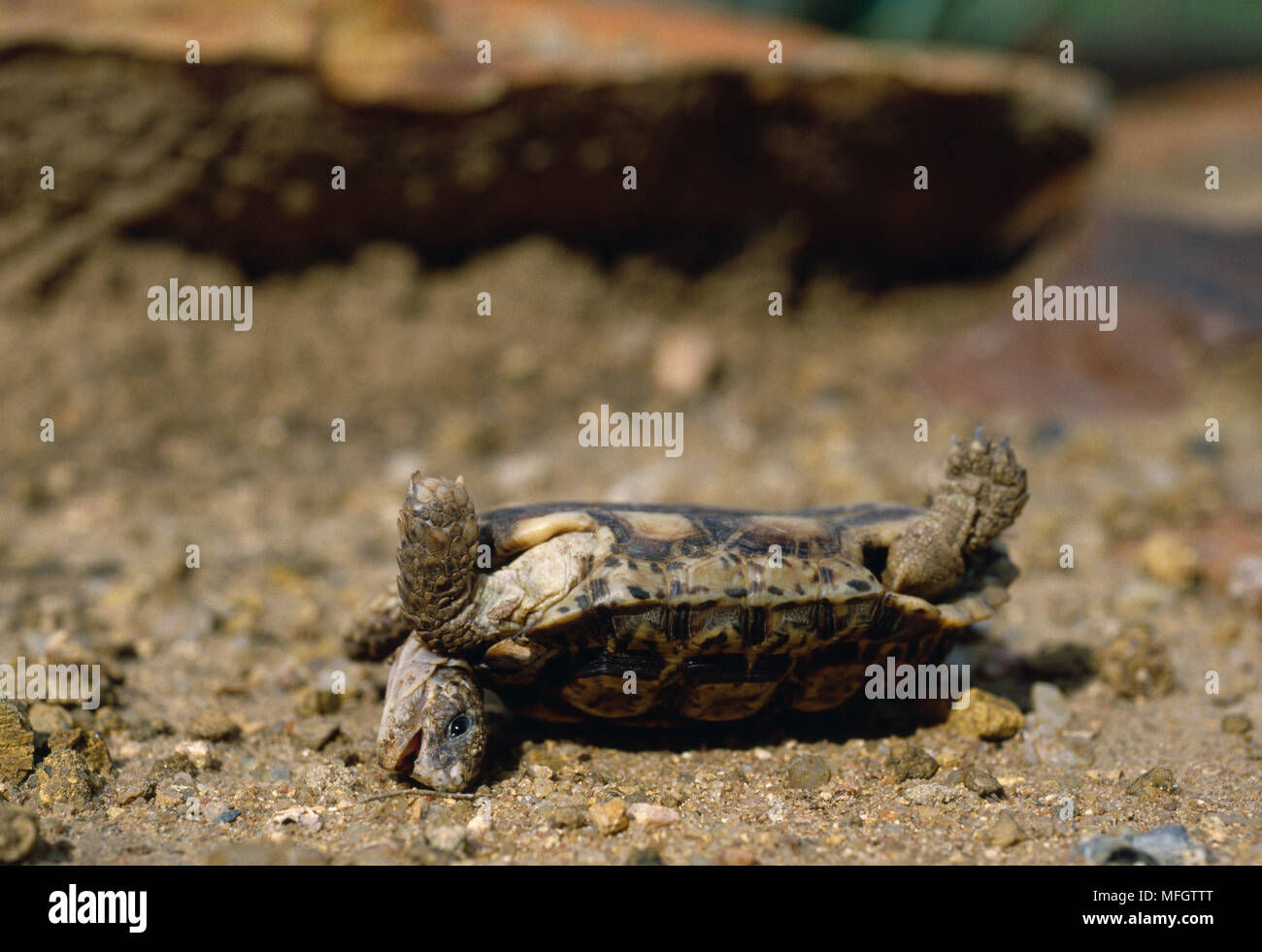 Tortoise upside down -Fotos und -Bildmaterial in hoher Auflösung – Alamy