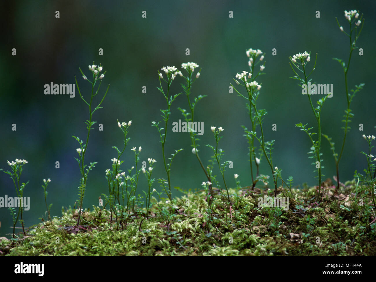 Large bittercress -Fotos und -Bildmaterial in hoher Auflösung – Alamy