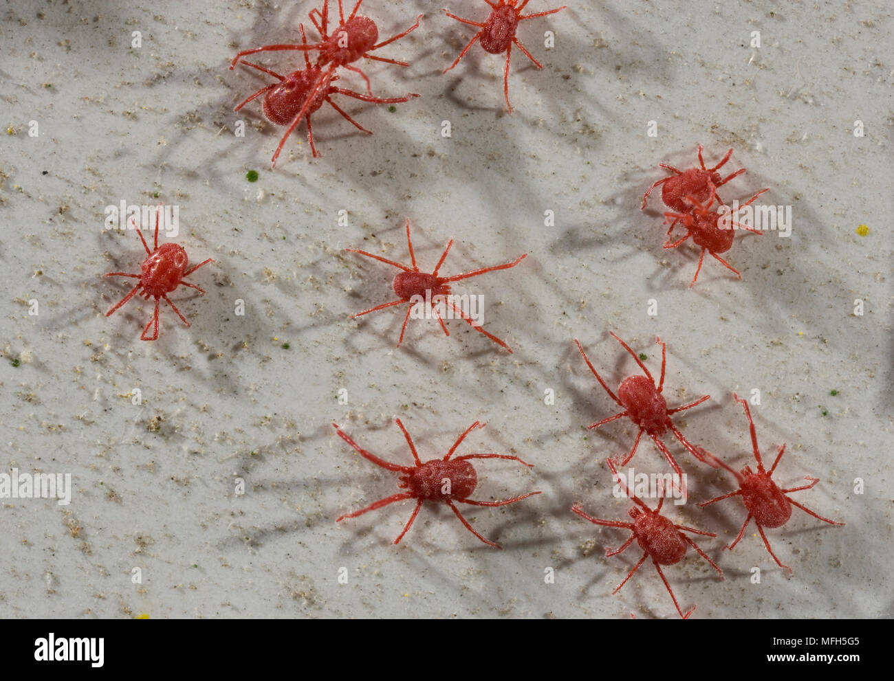 Rote spinnmilben -Fotos und -Bildmaterial in hoher Auflösung – Alamy