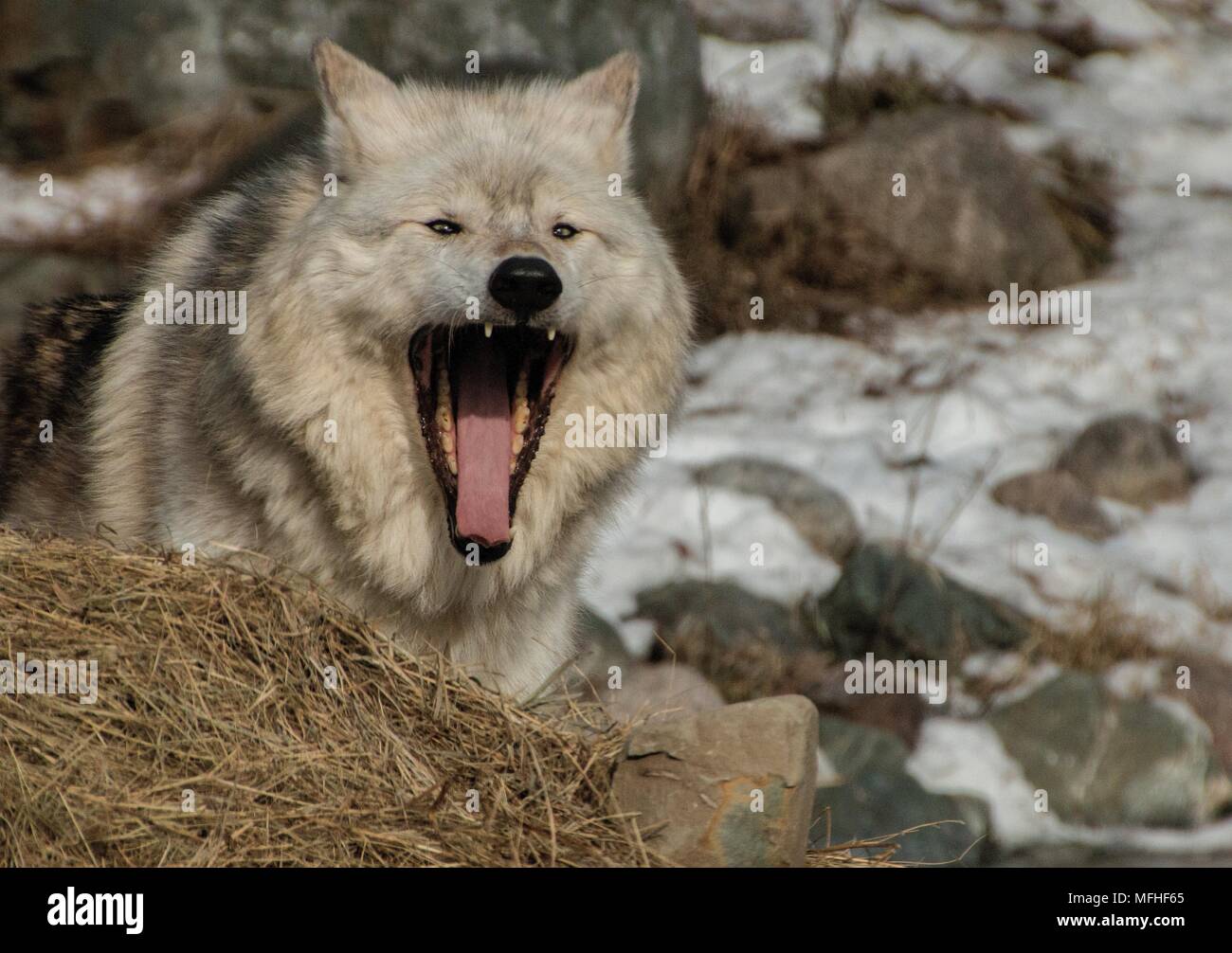 Die International Wolf Center in Ely, Minnesota beherbergt mehrere ...