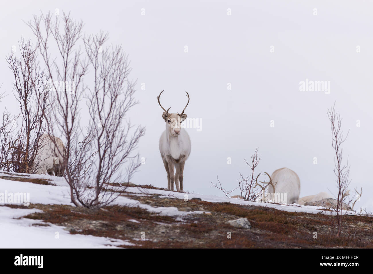 Rentier essen -Fotos und -Bildmaterial in hoher Auflösung – Alamy