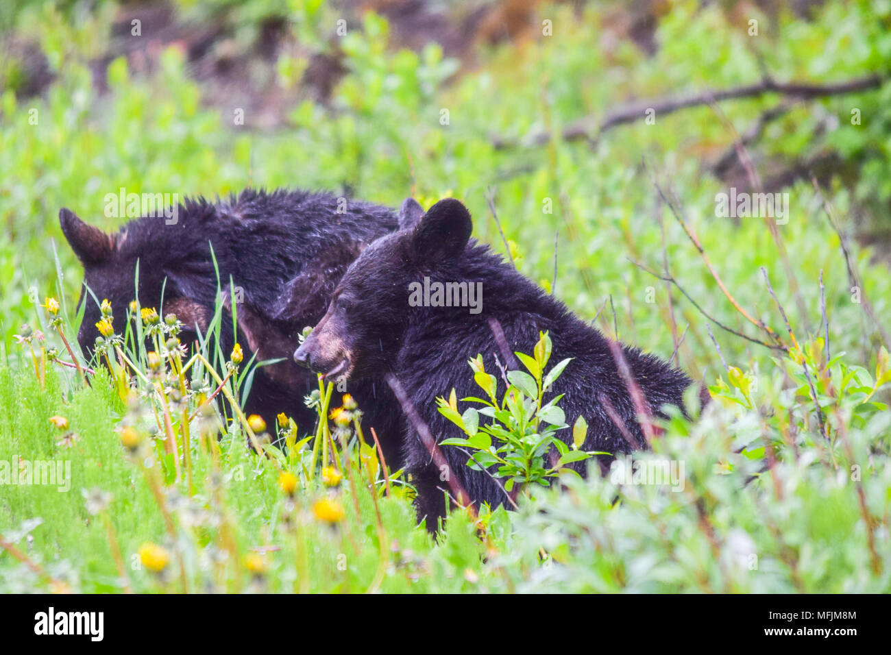 Bear Adolescent Grizzly Bear Stockfotos und -bilder Kaufen - Alamy