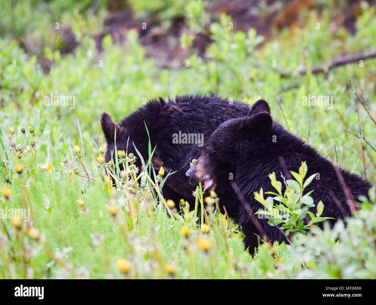 Bear Adolescent Grizzly Bear Stockfotos und -bilder Kaufen - Alamy