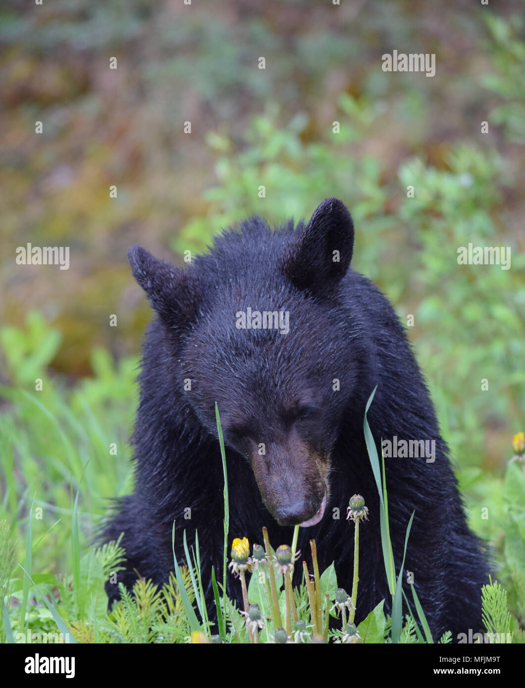 Bear Adolescent Grizzly Bear Stockfotos und -bilder Kaufen - Alamy