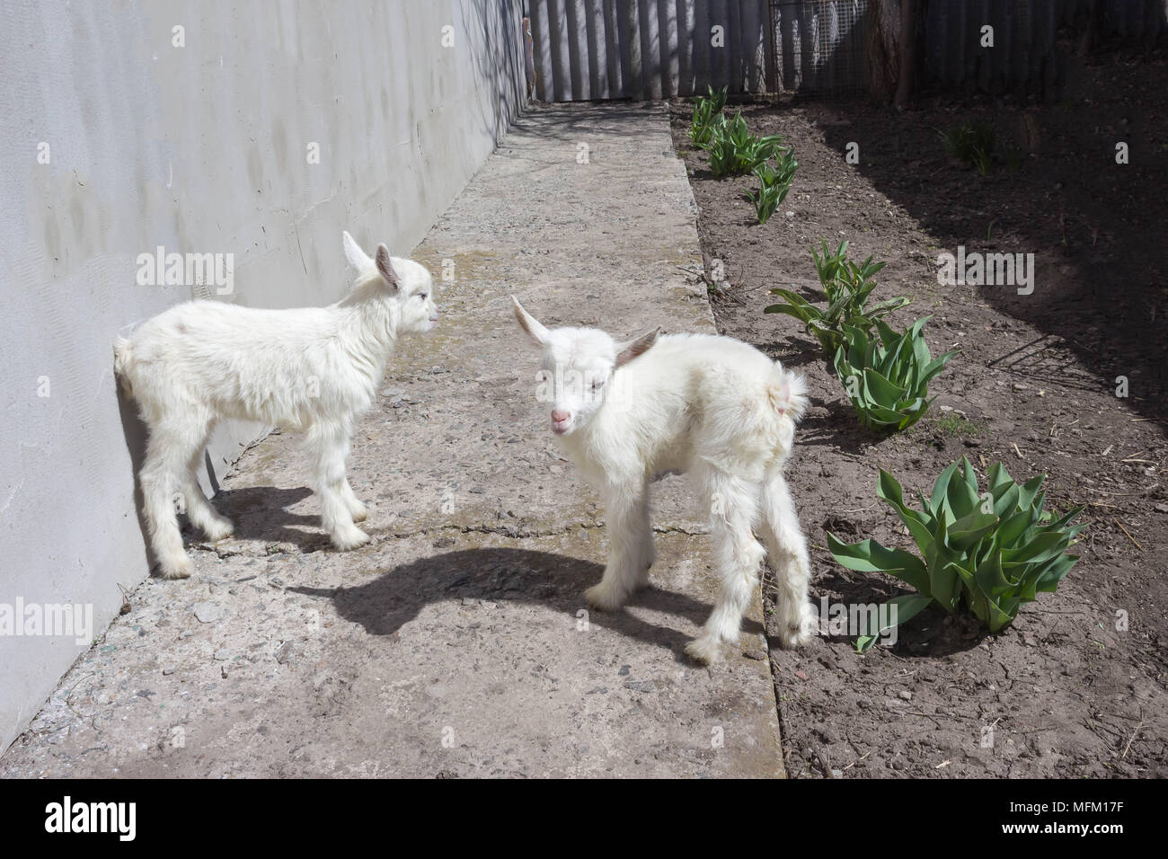 Neugeborene ziege -Fotos und -Bildmaterial in hoher Auflösung – Alamy