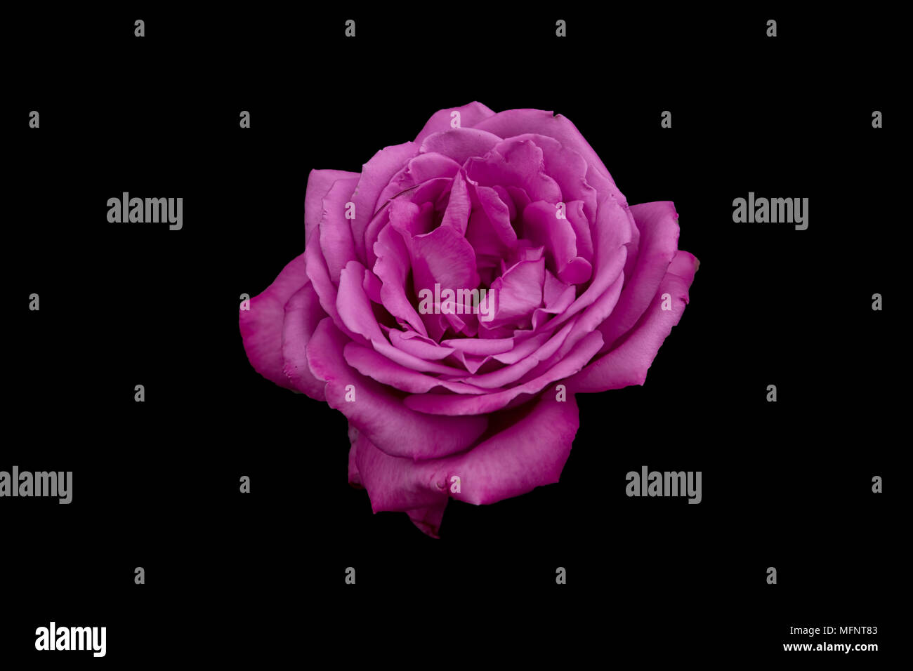 Lila rose -Fotos und -Bildmaterial in hoher Auflösung – Alamy