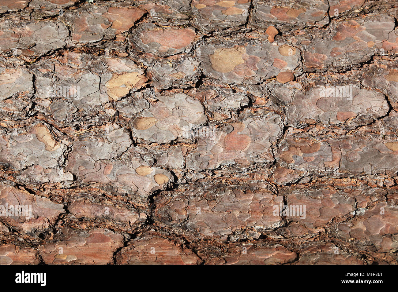 Rote rinde kiefer -Fotos und -Bildmaterial in hoher Auflösung – Alamy