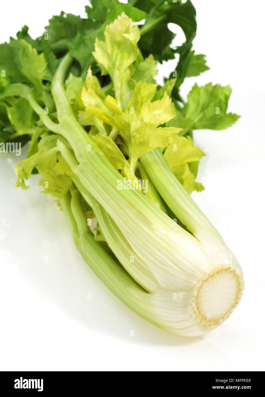 Apium graveolens dulce -Fotos und -Bildmaterial in hoher Auflösung – Alamy