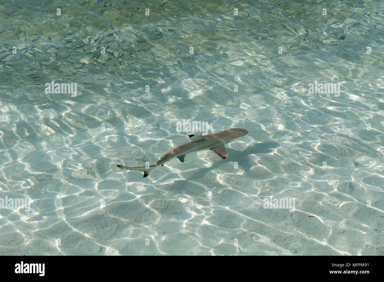 Baby Schwarzspitzen Riffhai (Carcharhinus Melanopterus) jagen Fische im ...