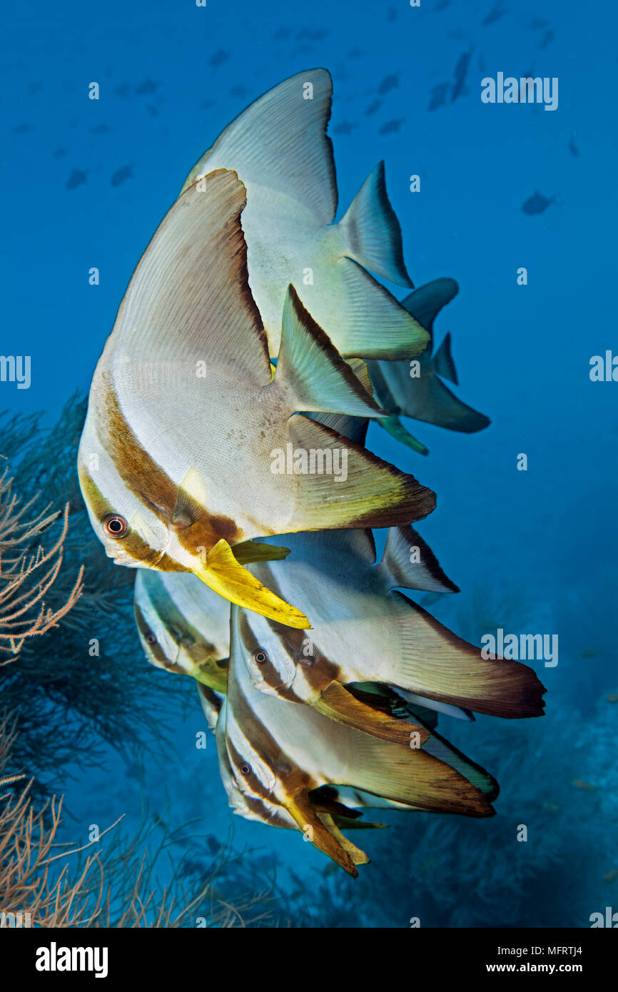 Fische Schwarm (Platax teira Longfin Batfish), juvenile, Indischer ...