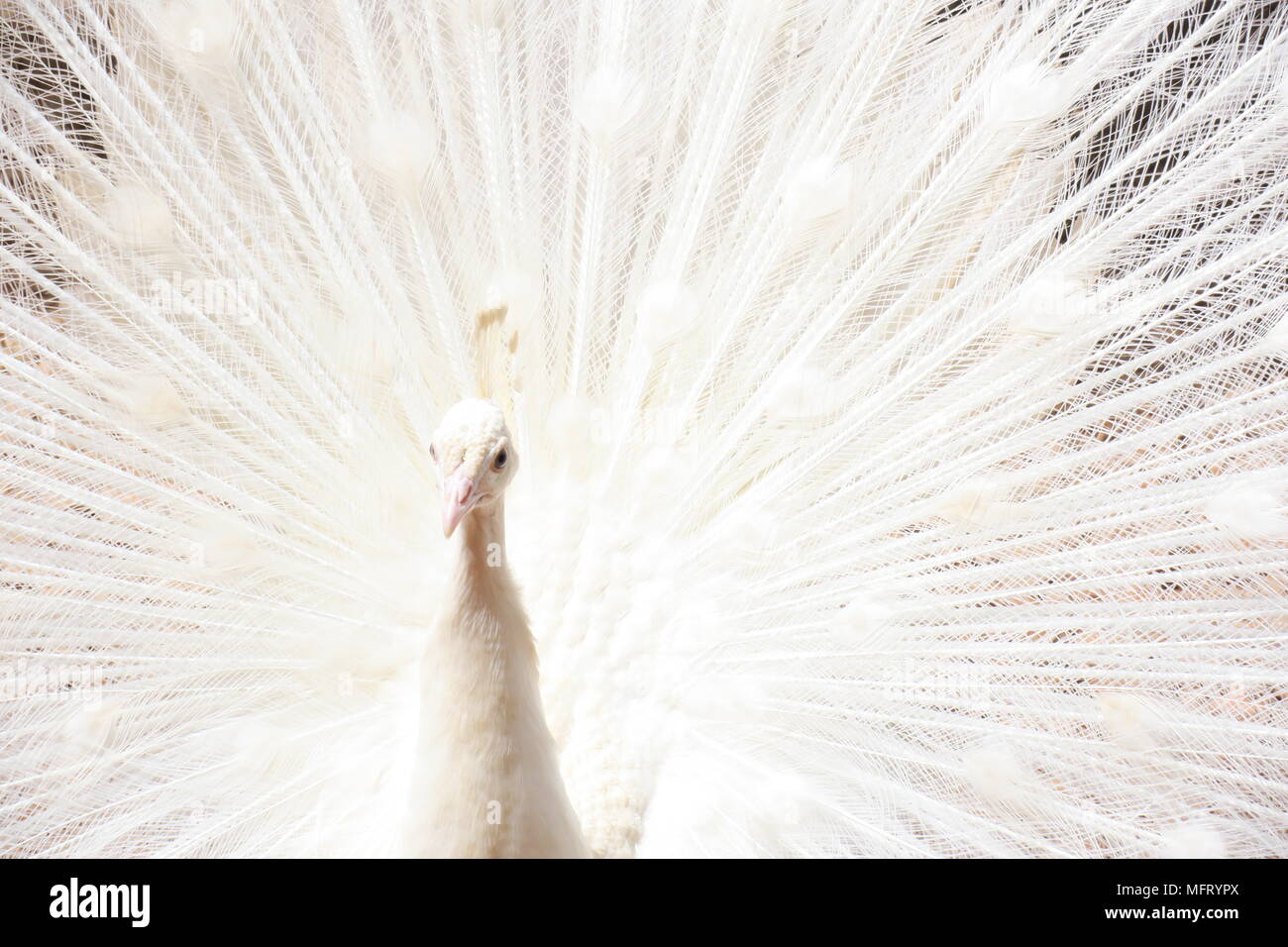 Albino Pfau mit offenen Flügeln zieht einen zieht einen weiblichen ...