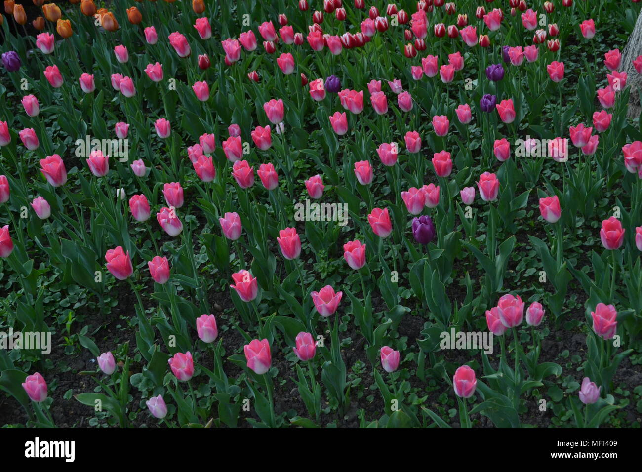 Tulpe tapete -Fotos und -Bildmaterial in hoher Auflösung – Alamy