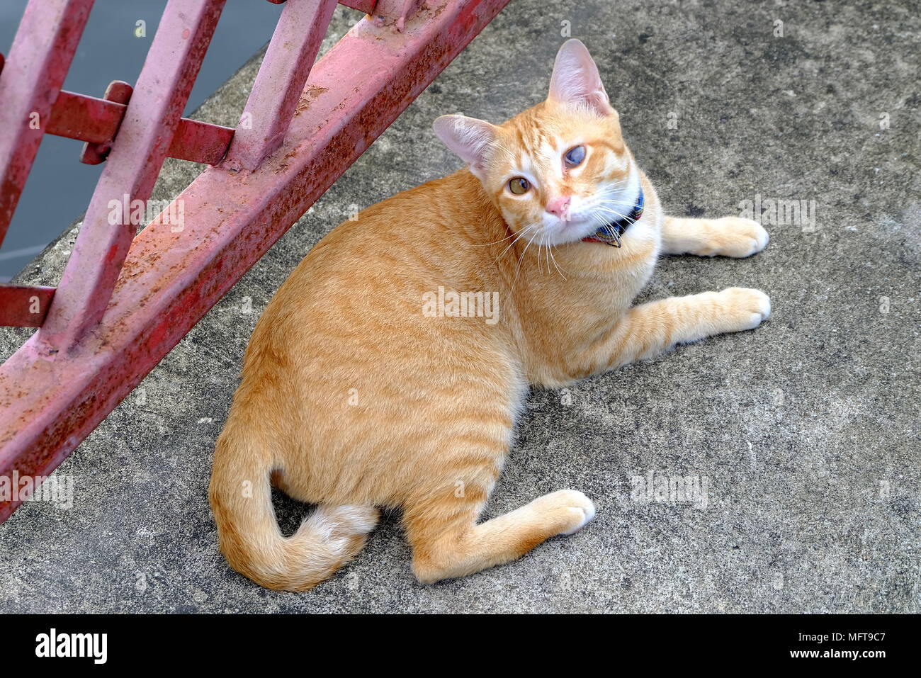 Blinde Katze Stockfotos und -bilder Kaufen - Alamy