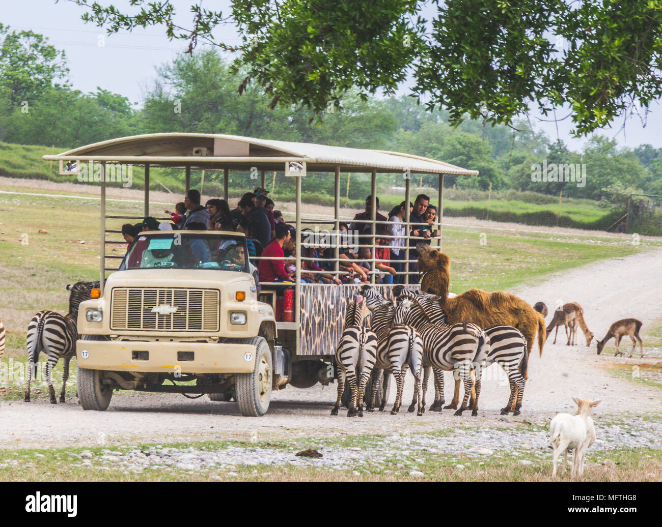 Bioparque estrella -Fotos und -Bildmaterial in hoher Auflösung – Alamy