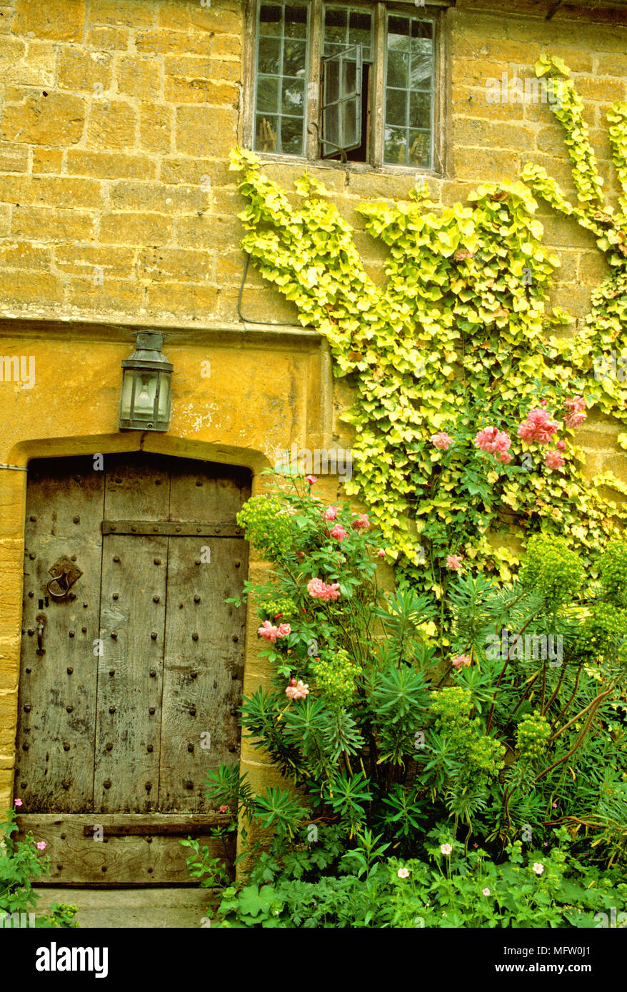 Hedera helix buttercup -Fotos und -Bildmaterial in hoher Auflösung – Alamy
