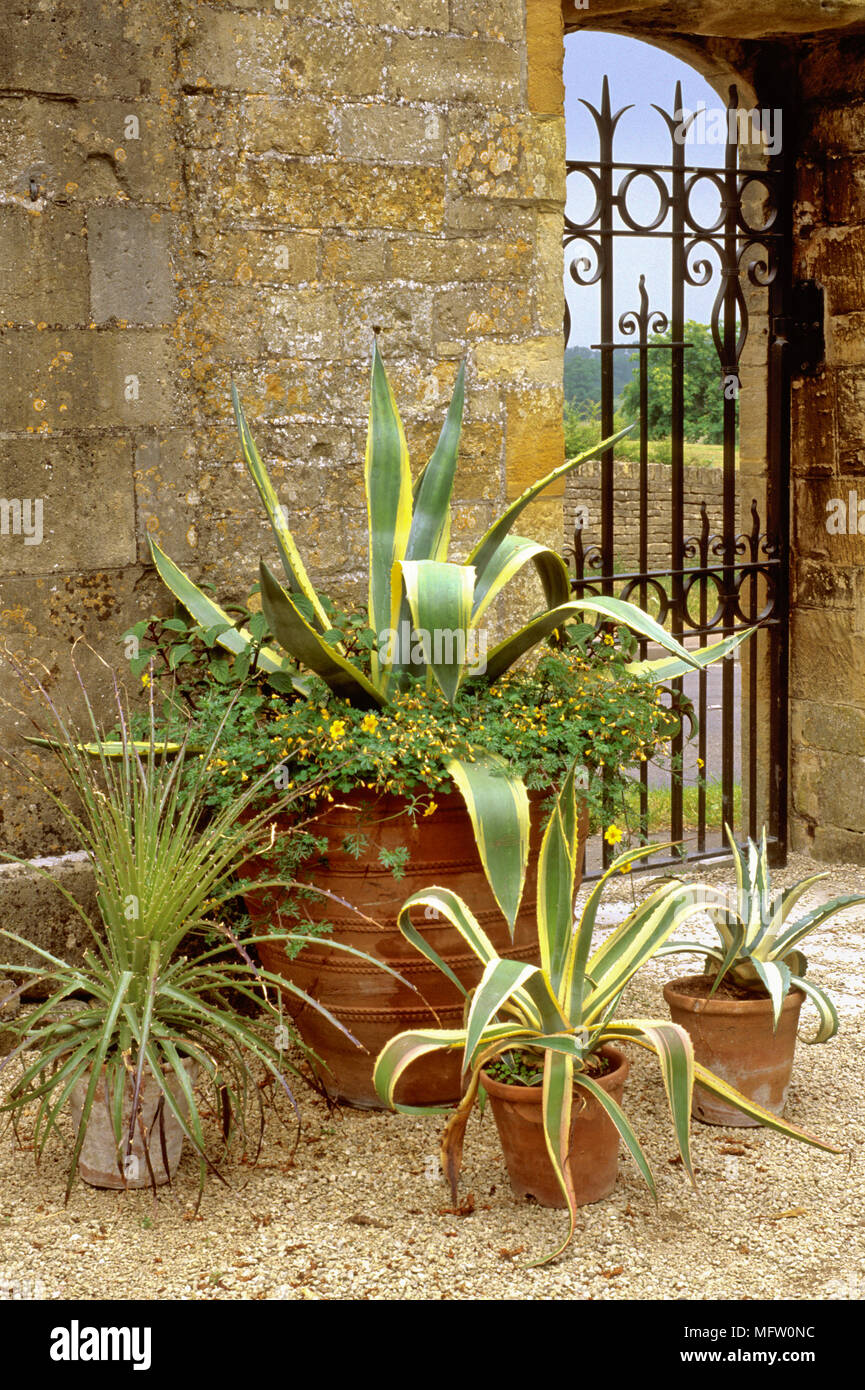 Agave in containers -Fotos und -Bildmaterial in hoher Auflösung – Alamy