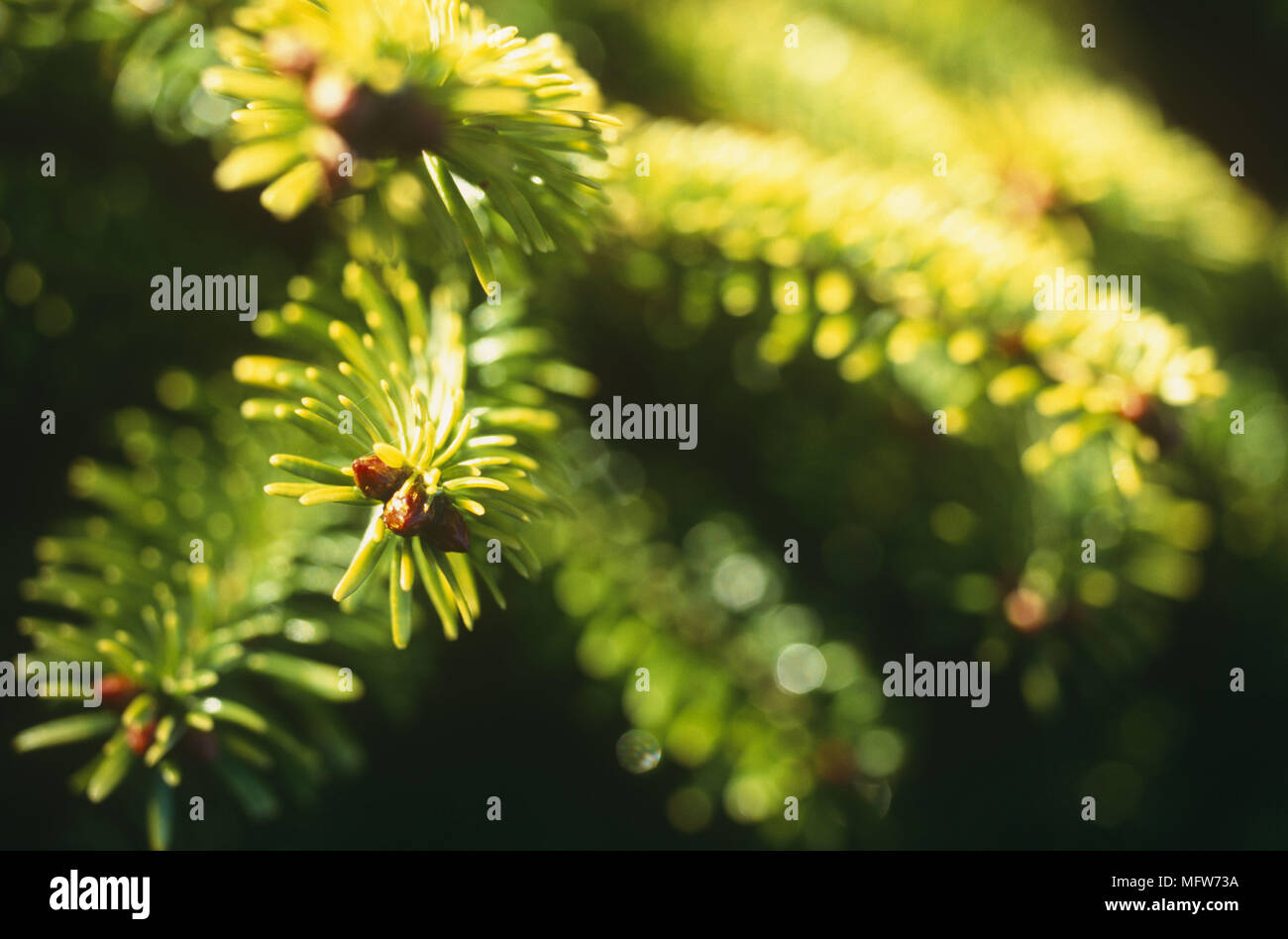 Abies Nordmannia Stockfotos und -bilder Kaufen - Alamy