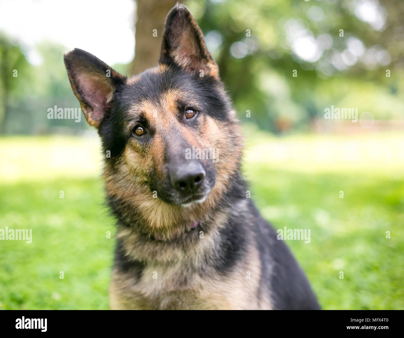 German sheperd dog -Fotos und -Bildmaterial in hoher Auflösung – Alamy