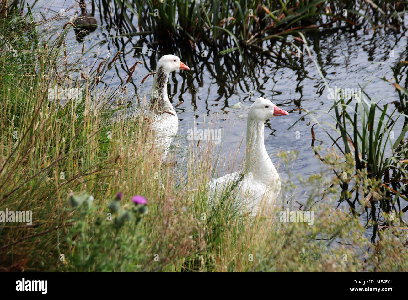 Gemeine australische enten -Fotos und -Bildmaterial in hoher Auflösung ...