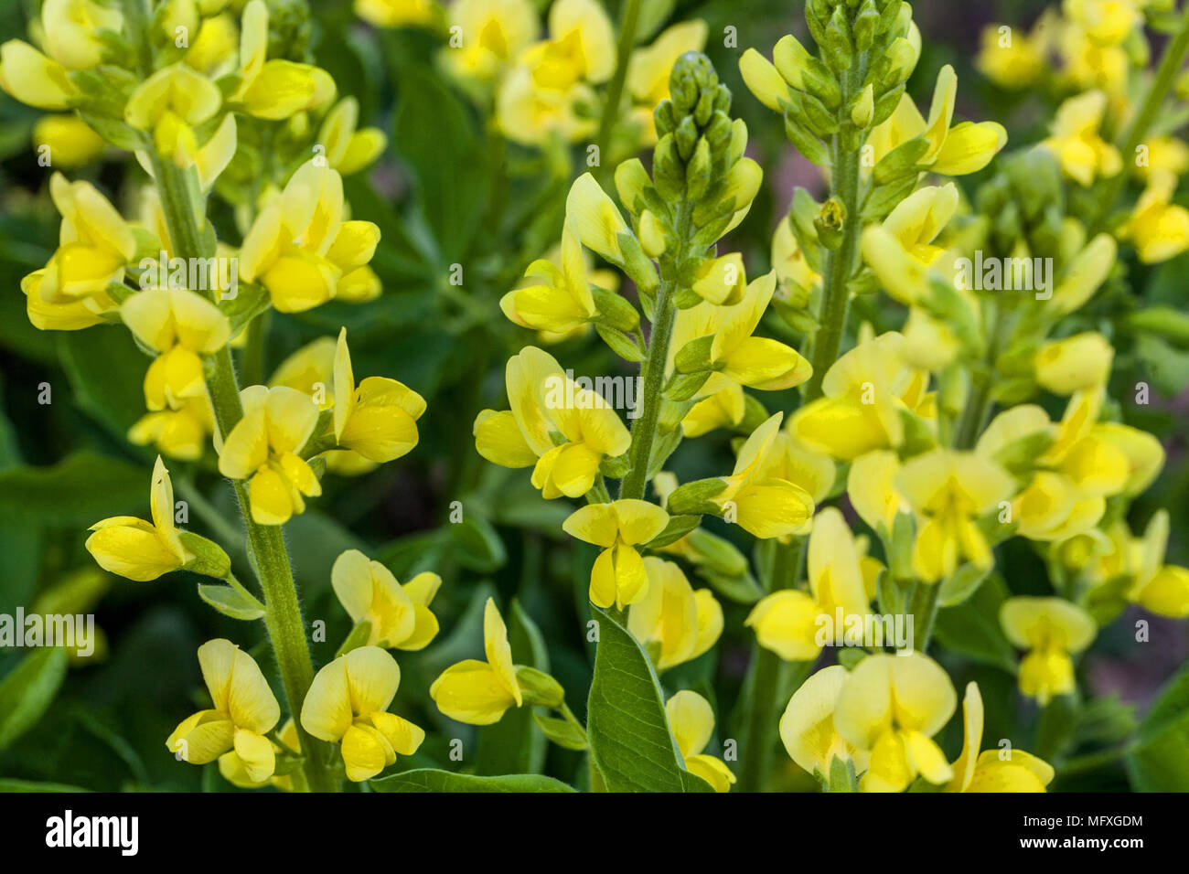 Thermopsis Villosa Stockfotos und -bilder Kaufen - Alamy