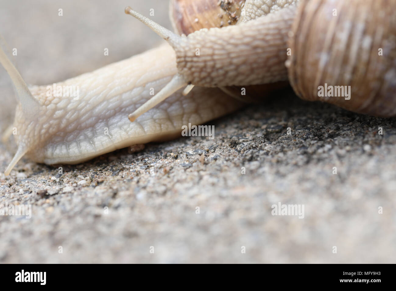 Kriechen wie -Fotos und -Bildmaterial in hoher Auflösung – Alamy