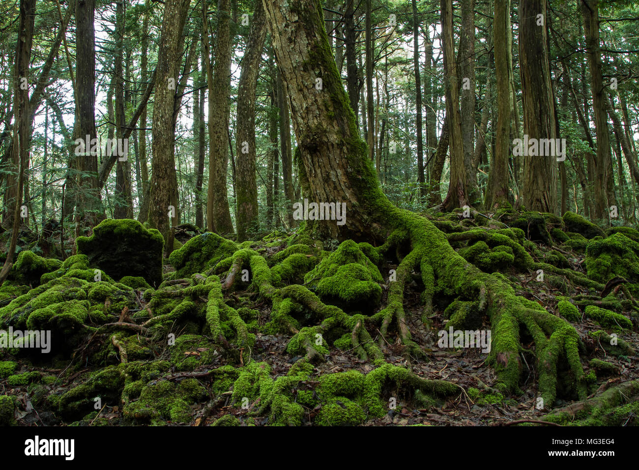 Aokigahara-Wald, bekannt als Selbstmordwald, in der Nähe des Fuji ...