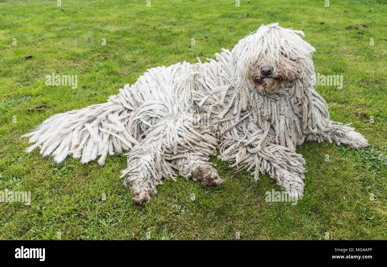 Komodor hund -Fotos und -Bildmaterial in hoher Auflösung – Alamy