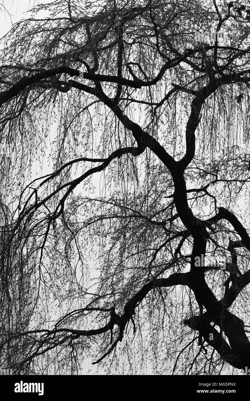 Der weinende baum Schwarzweiß-Stockfotos und -bilder - Alamy