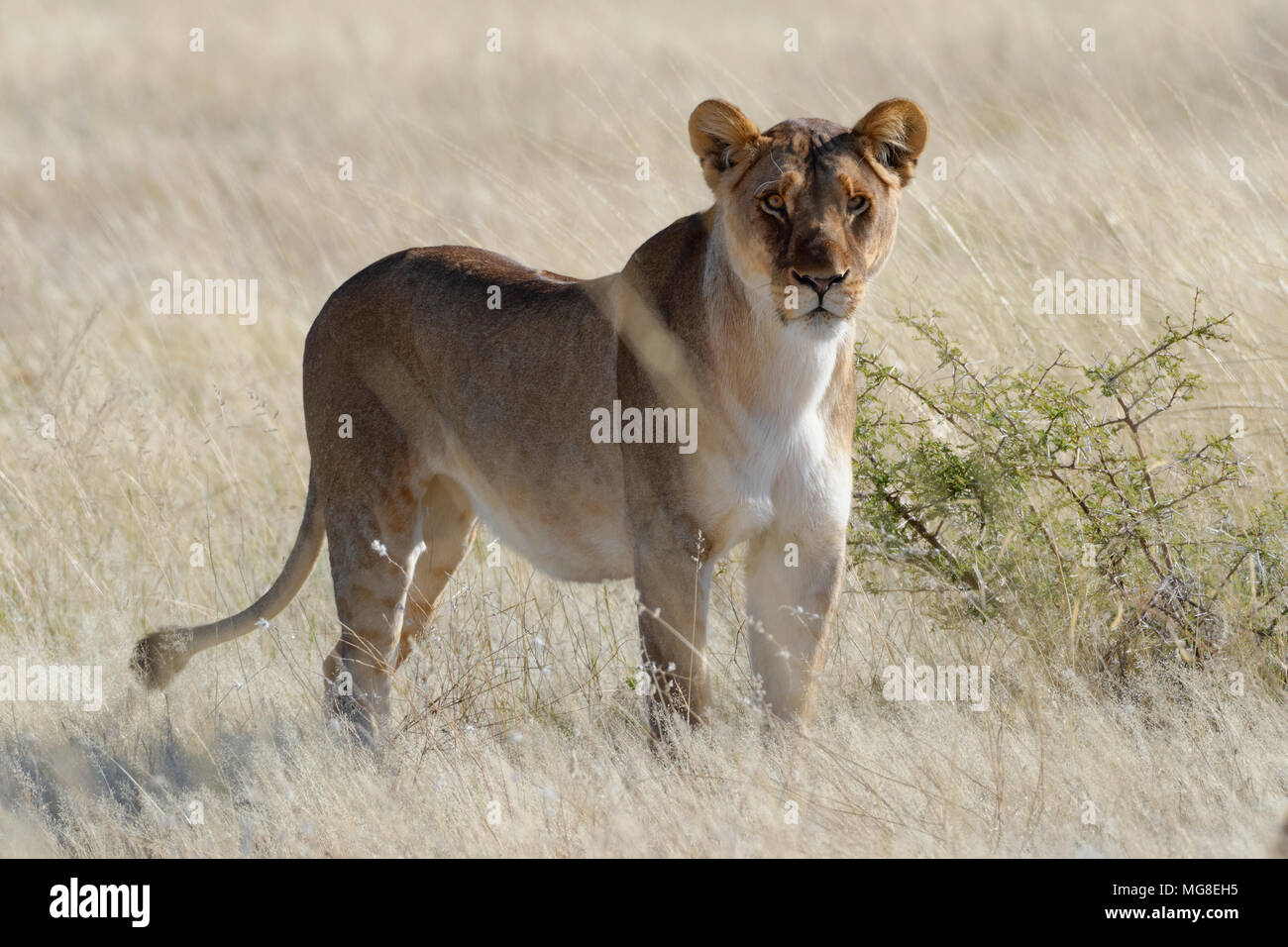 Löwin (Panthera leo) stehen in trockenem Gras, Alert, Etosha National ...