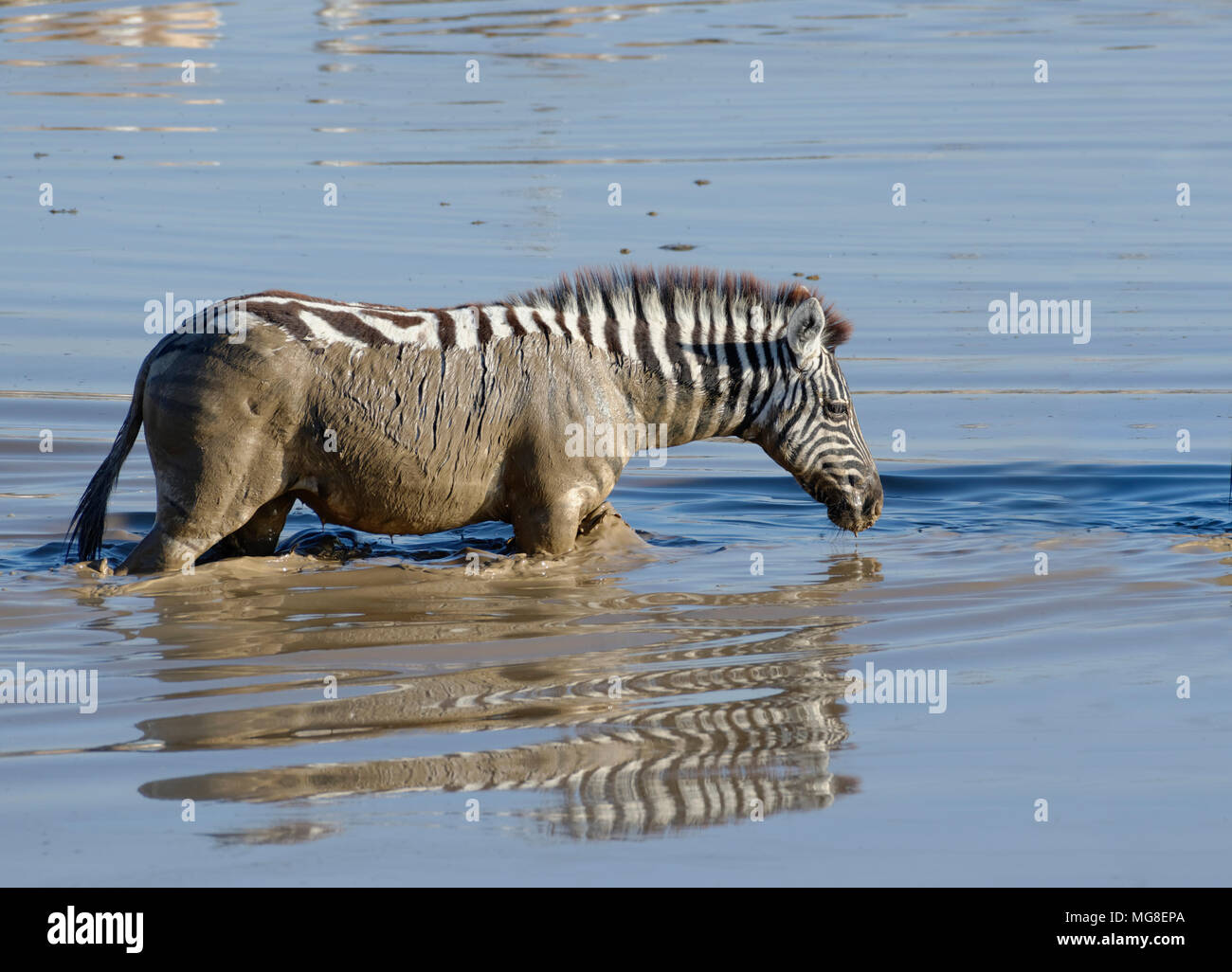 Burchell's Zebra (Equus quagga burchellii) im schlammigen Wasser, young ...