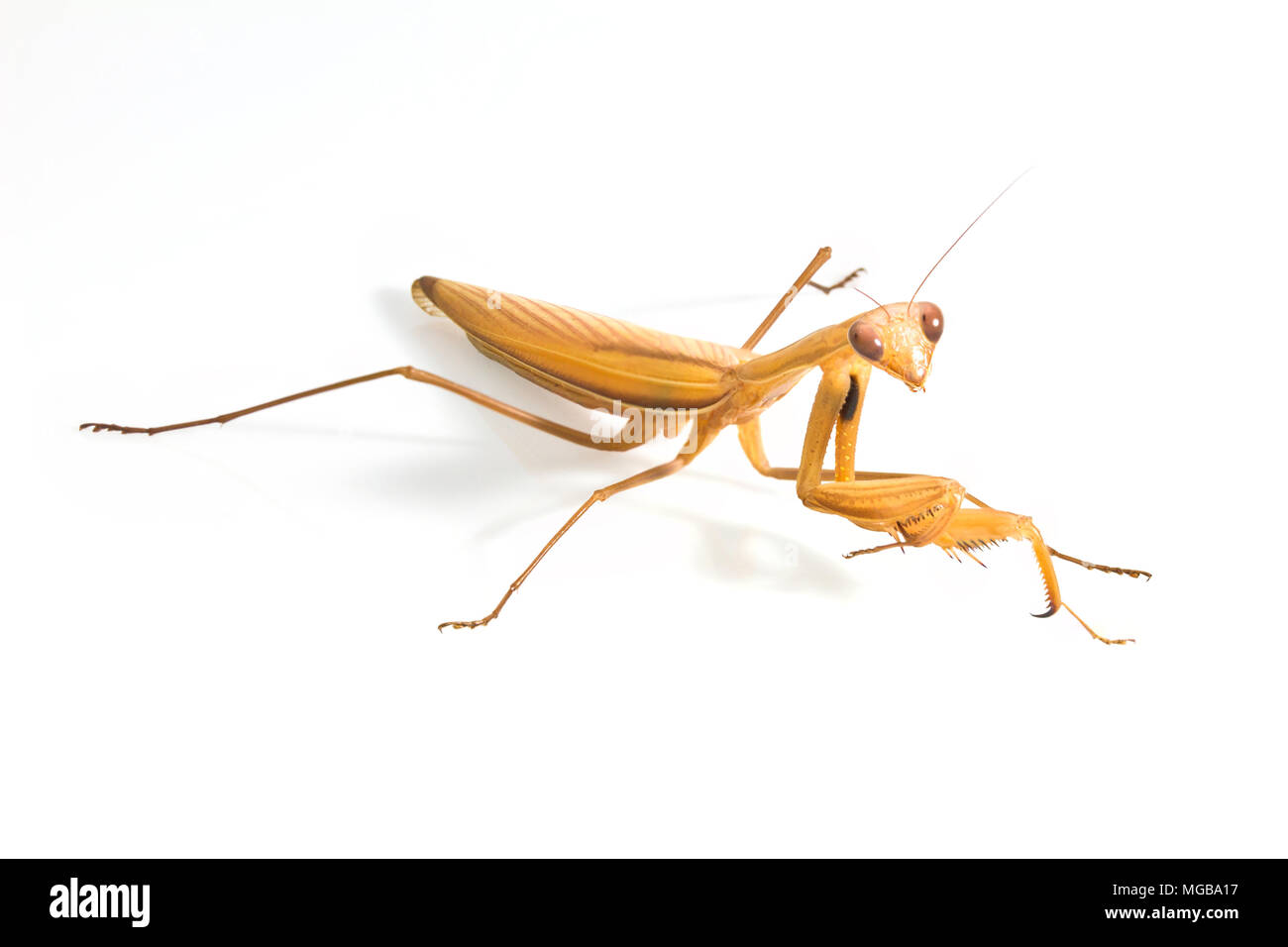 Mantis insekt Ausgeschnittene Stockfotos und -bilder - Alamy