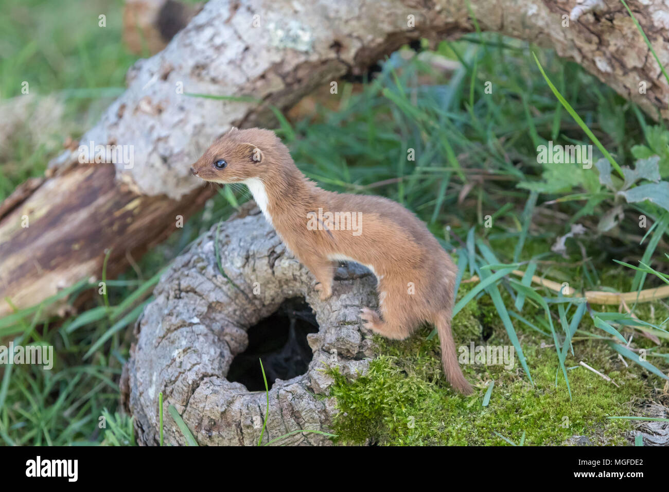 Kleines wiesel Stockfotos und -bilder Kaufen - Alamy