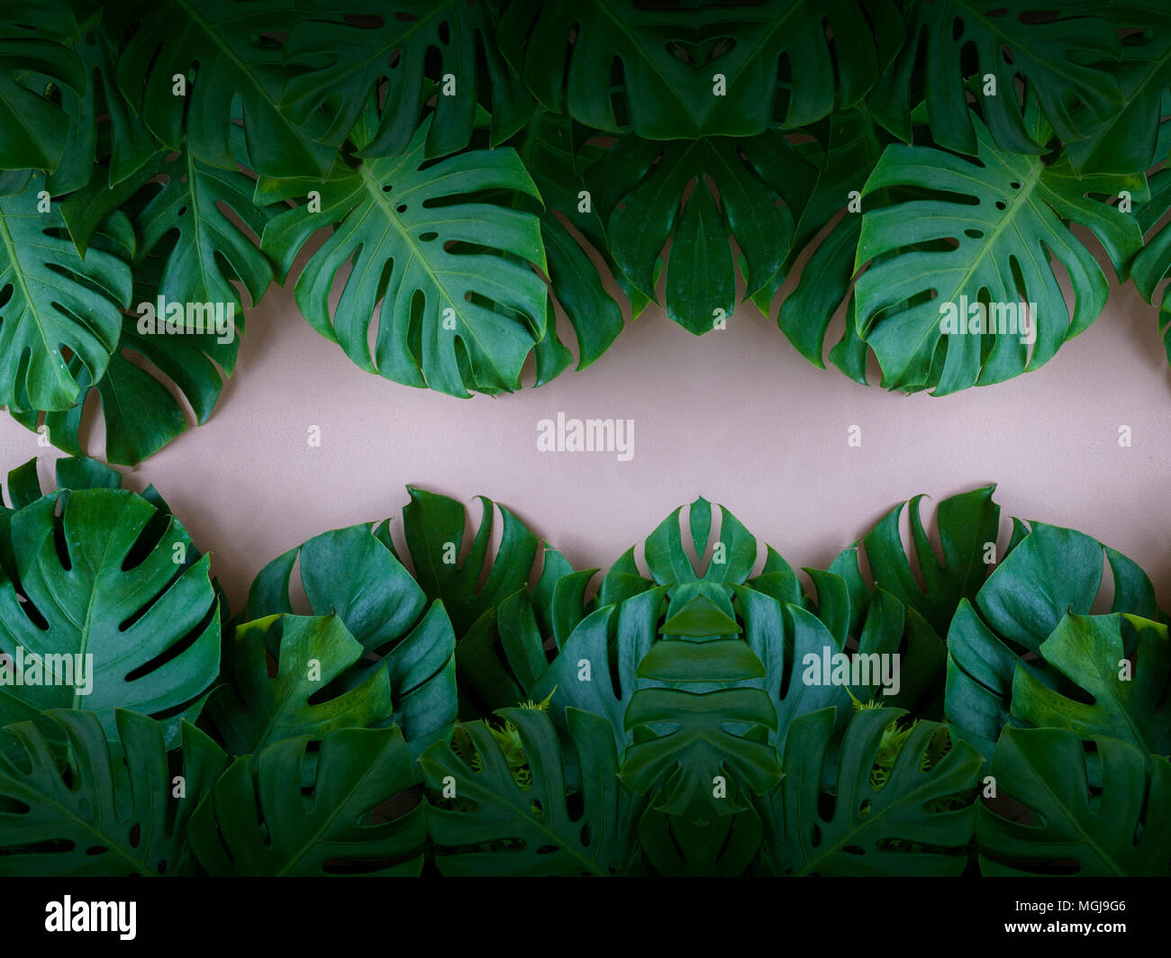 Monstera blatt -Fotos und -Bildmaterial in hoher Auflösung – Alamy