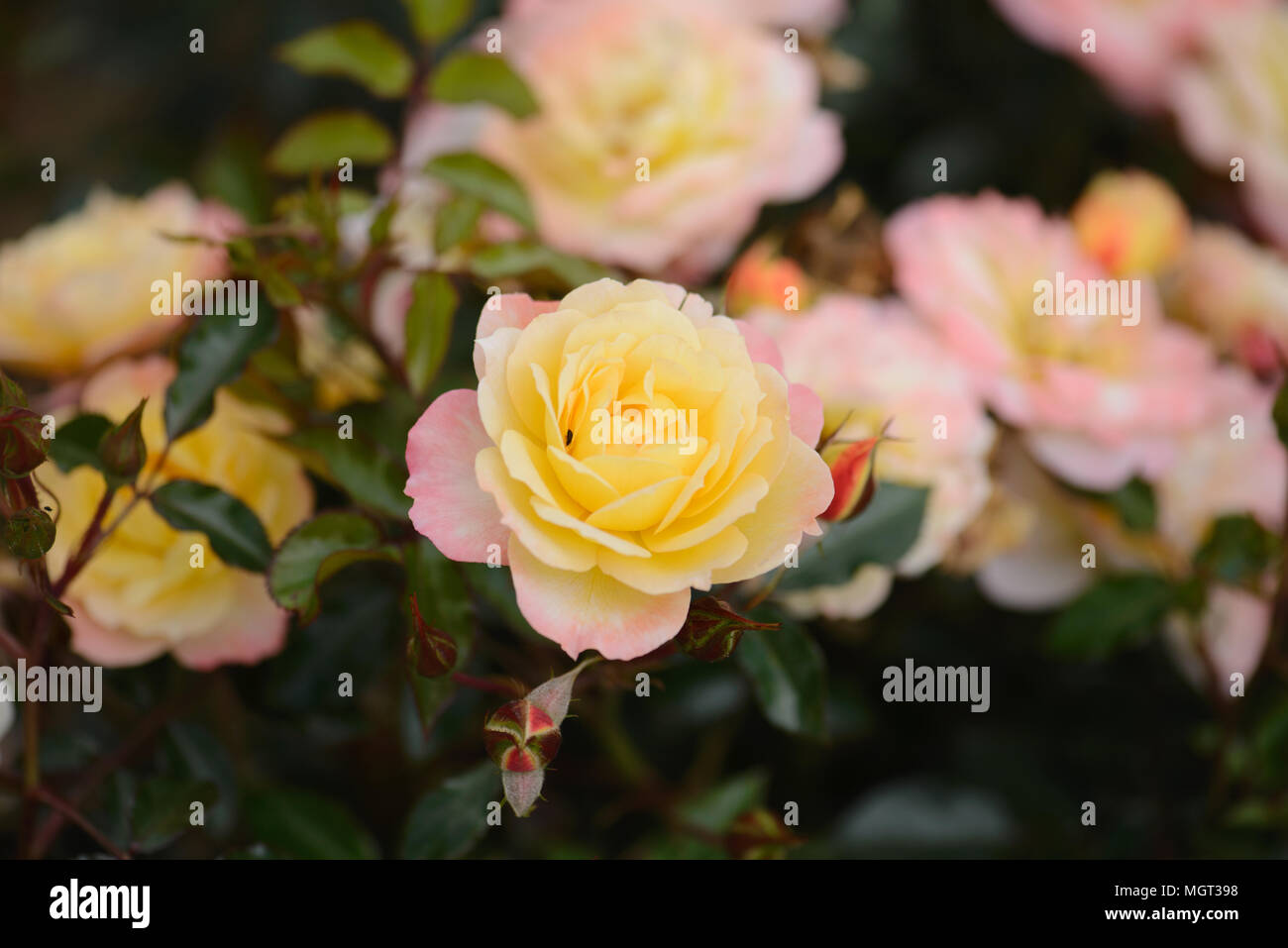 Rose belle -Fotos und -Bildmaterial in hoher Auflösung – Alamy