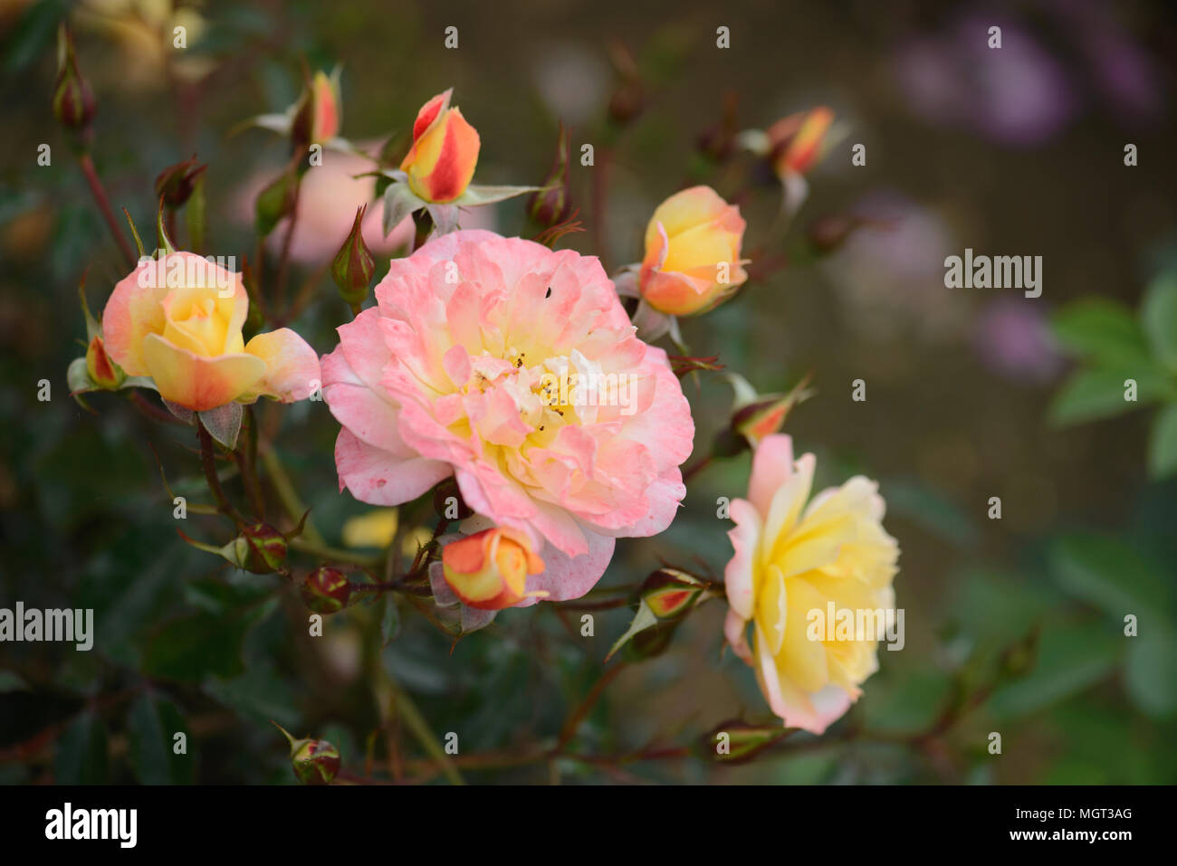Rose belle -Fotos und -Bildmaterial in hoher Auflösung – Alamy