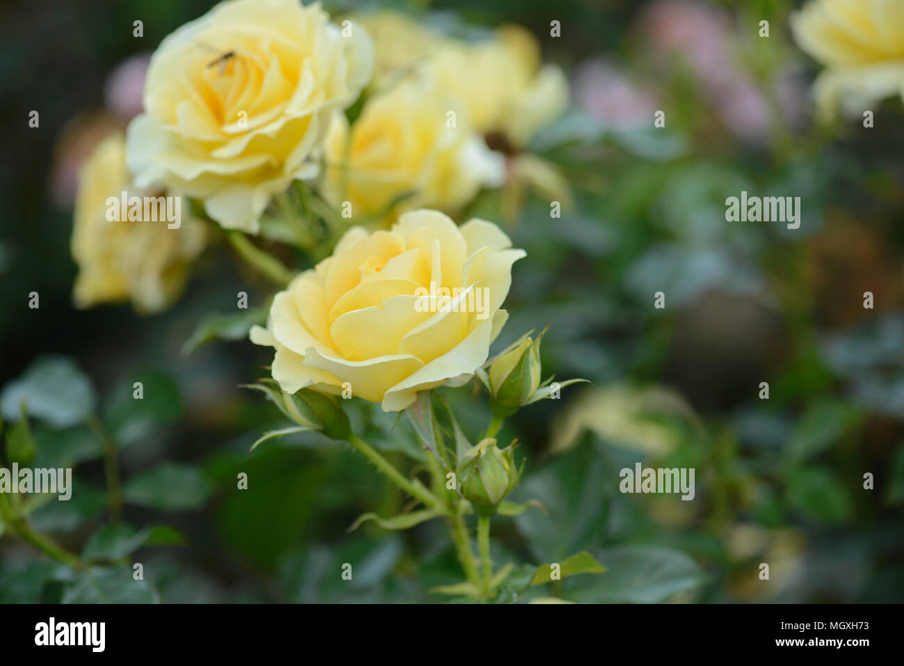 Rose city klassiker -Fotos und -Bildmaterial in hoher Auflösung – Alamy