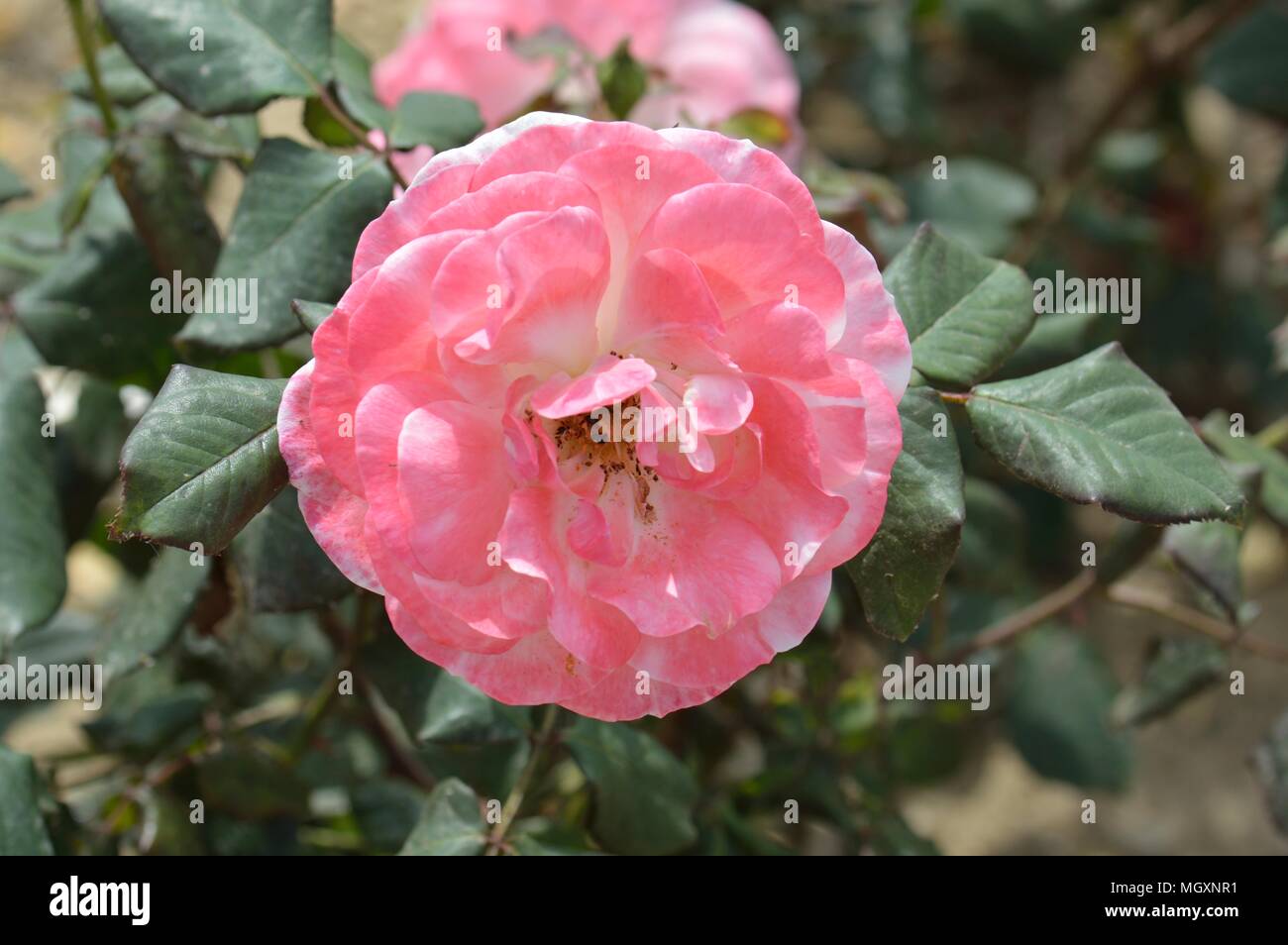 Rosa english miss rose flower -Fotos und -Bildmaterial in hoher ...