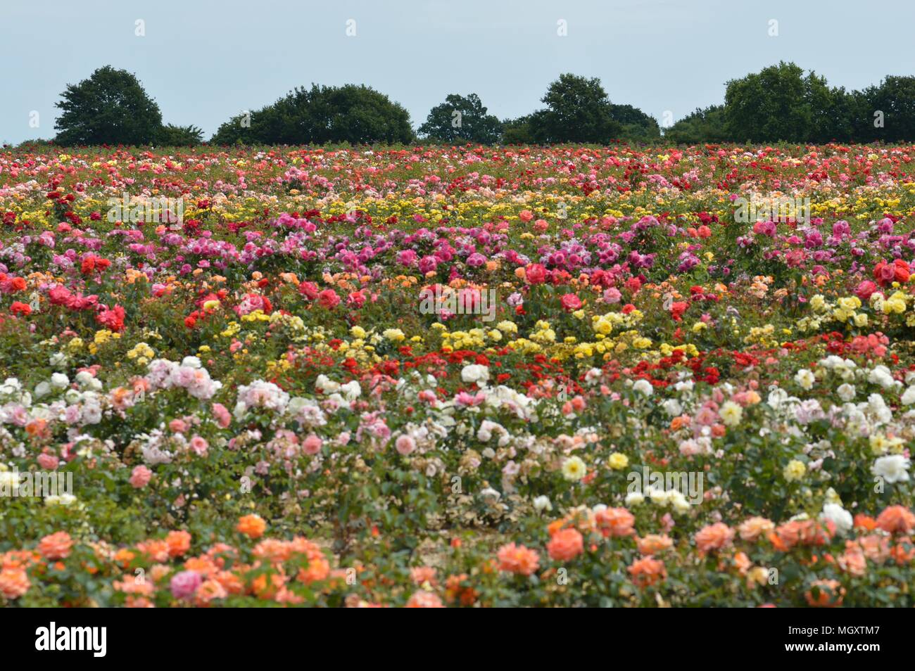 Blumenanbau mit rosen -Fotos und -Bildmaterial in hoher Auflösung – Alamy