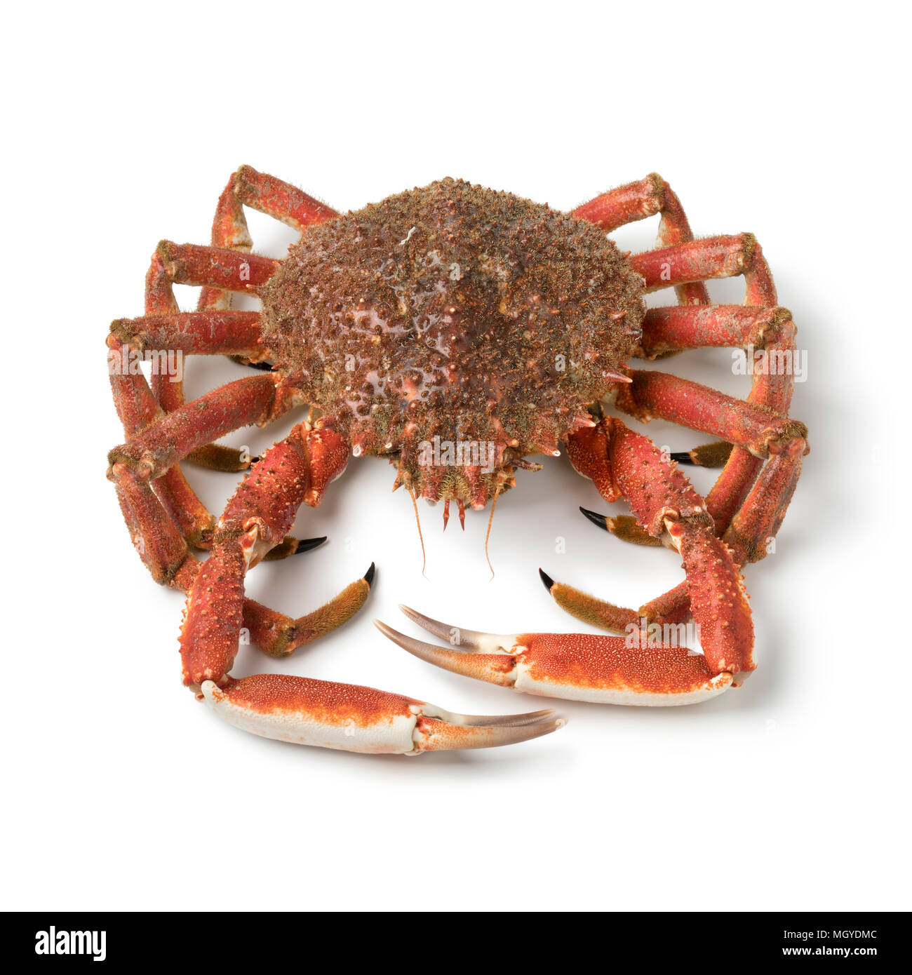 Rohe Seespinne Stockfotos und -bilder Kaufen - Alamy