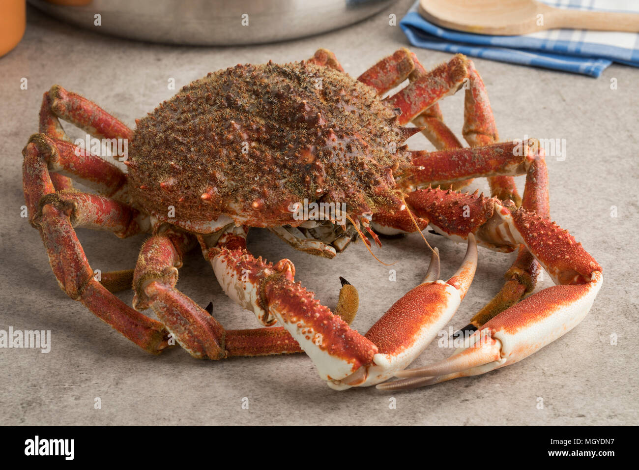 Rohe Seespinne Stockfotos und -bilder Kaufen - Alamy