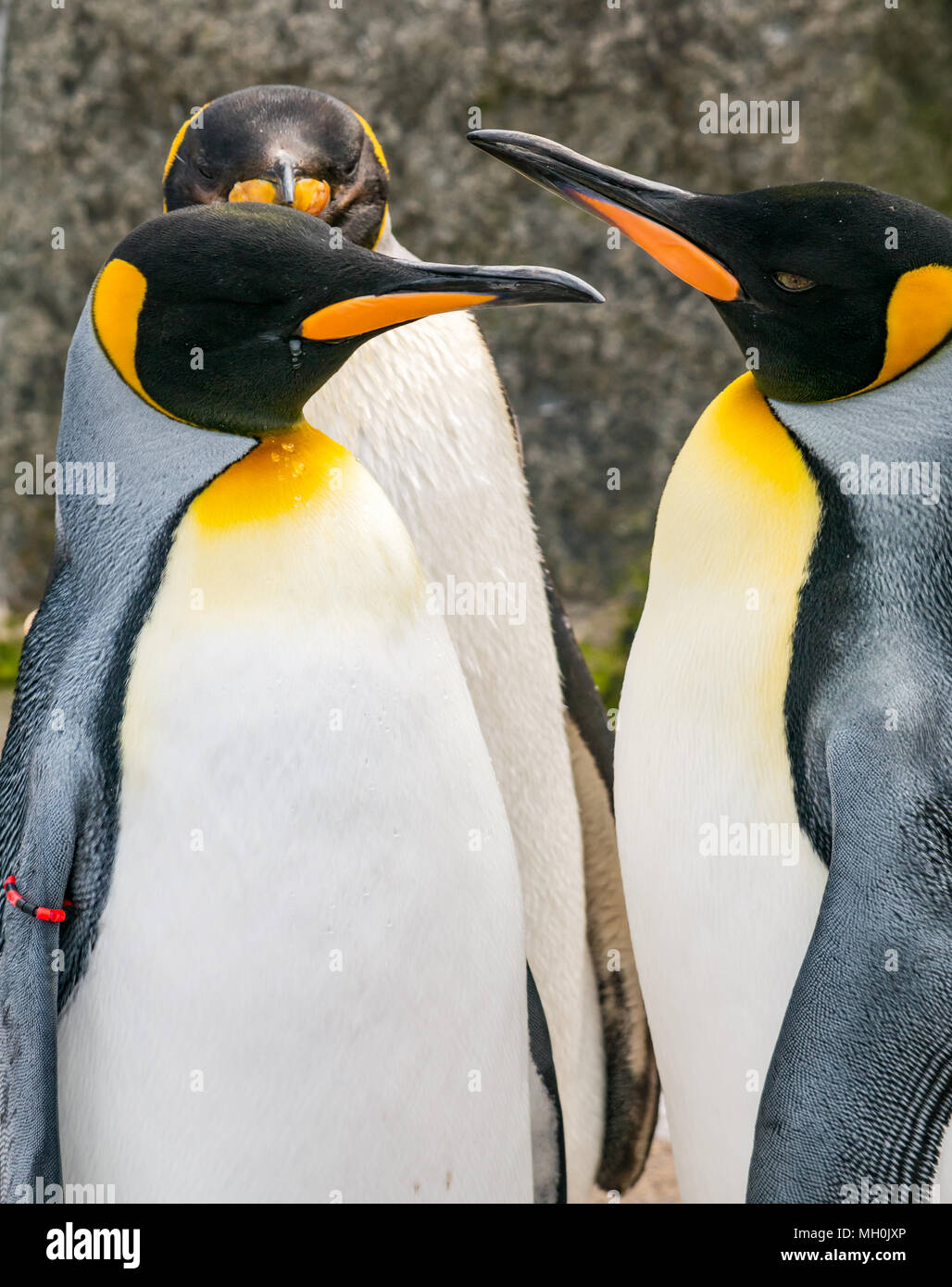 Emperor Penguins Huddle Stockfotos und -bilder Kaufen - Alamy