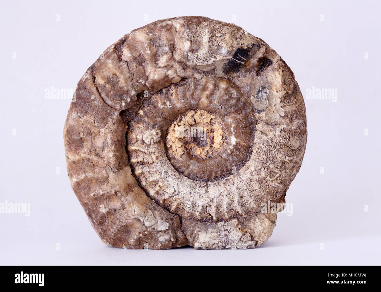 Ammonit fossil. Ammoniten sind Kopffüßer, die Muscheln. Die Kammer ...