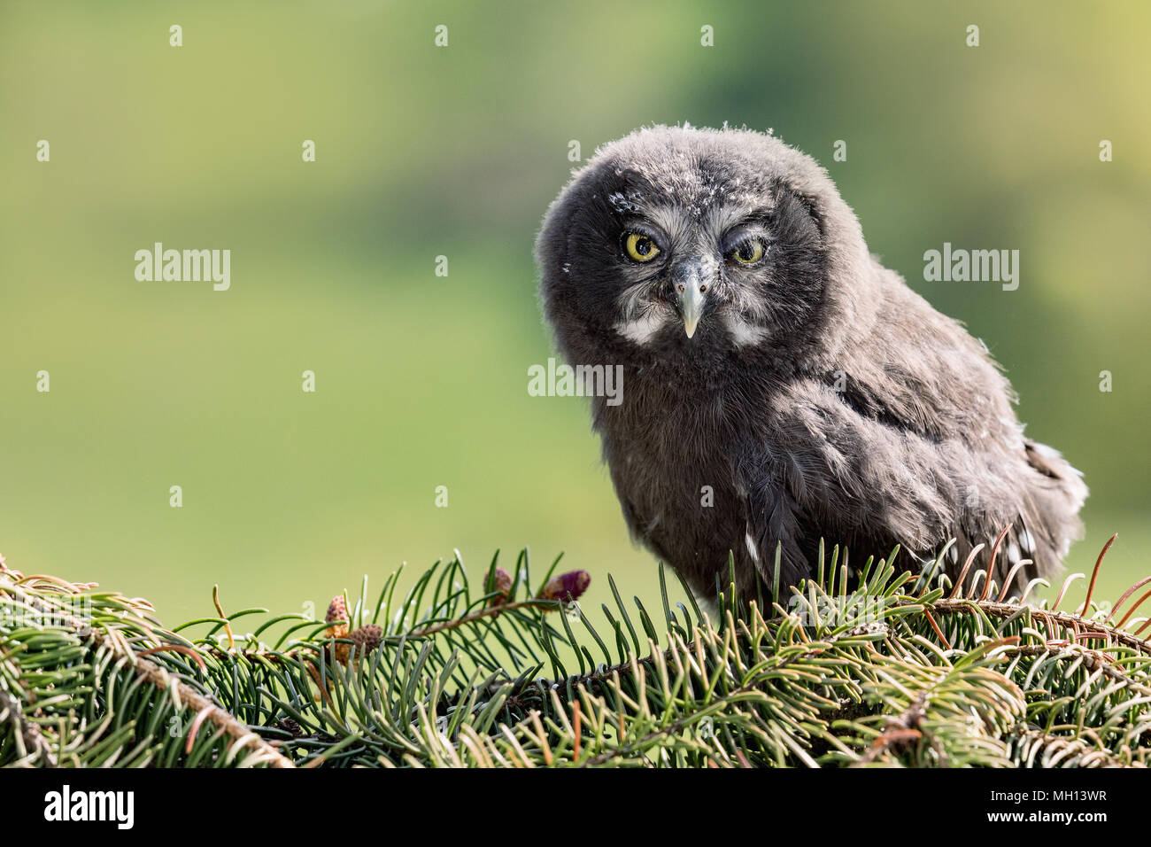 Jugend Eule grau. Bartkauz oder Bartkauz (Strix Nebulosa) ist eine sehr ...