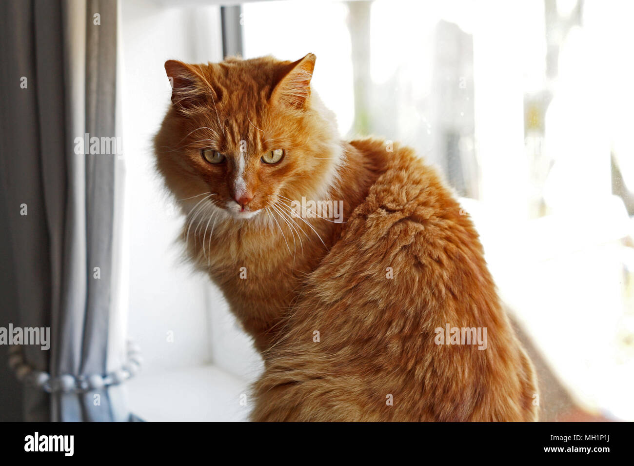Katzenartige hauskatze mit langen haaren -Fotos und -Bildmaterial in ...