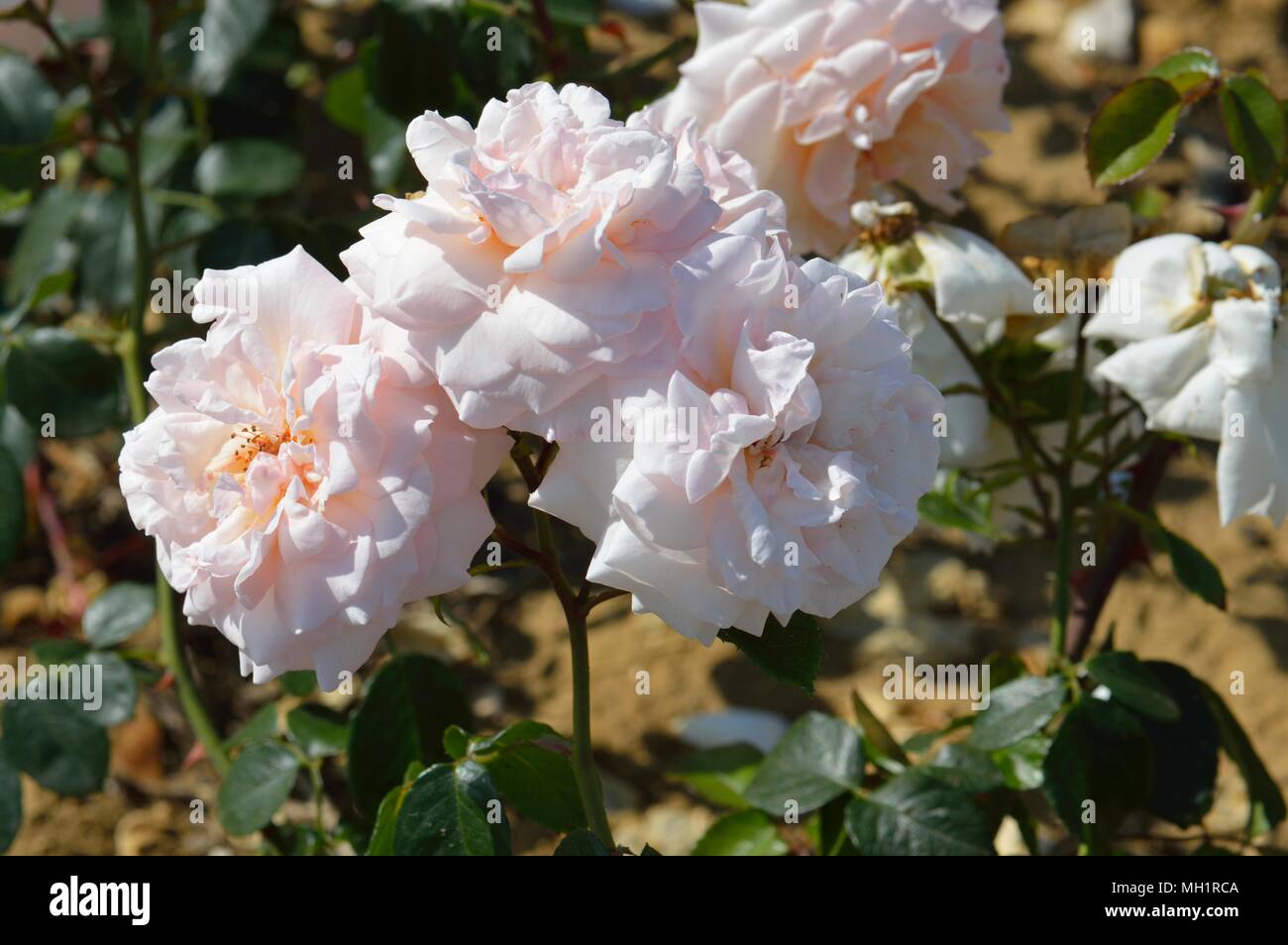 Rosa penny spur -Fotos und -Bildmaterial in hoher Auflösung – Alamy