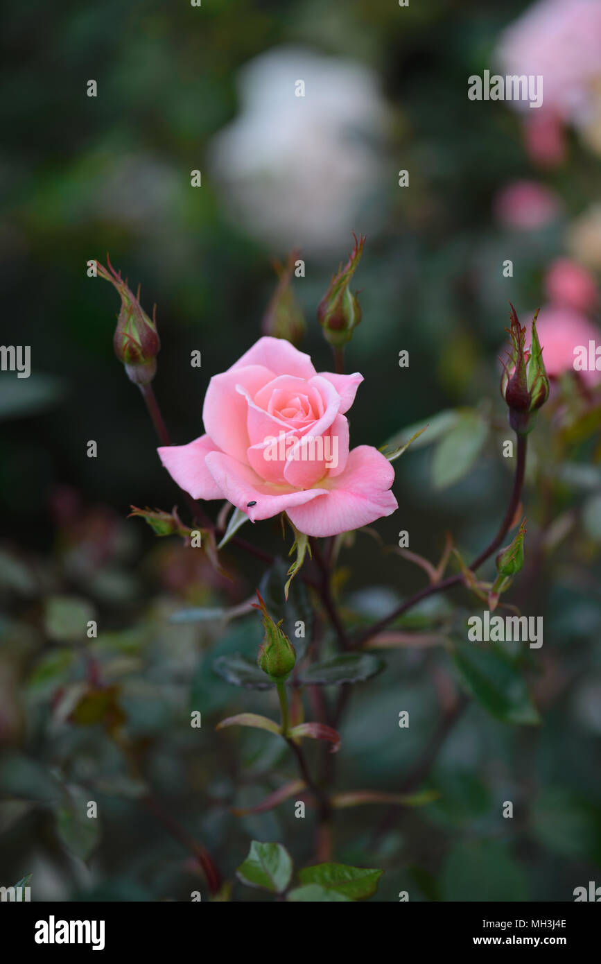 Rose star -Fotos und -Bildmaterial in hoher Auflösung – Alamy