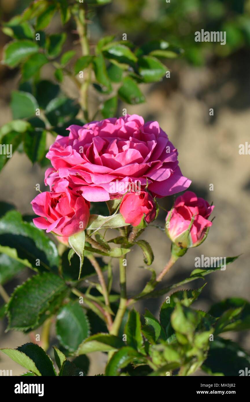 Rose Starlight Express Stockfotografie - Alamy