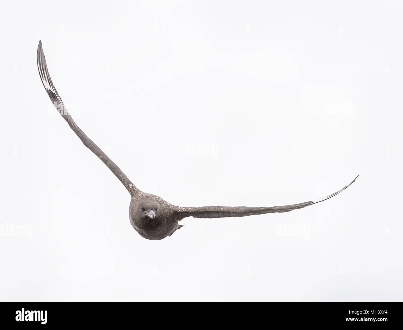 Reaktive Albatros fliegt, wie ein Flugzeug Stockfotografie - Alamy Reaktive Albatros fliegt, wie ein Flugzeug Stockfotografie - Alamy